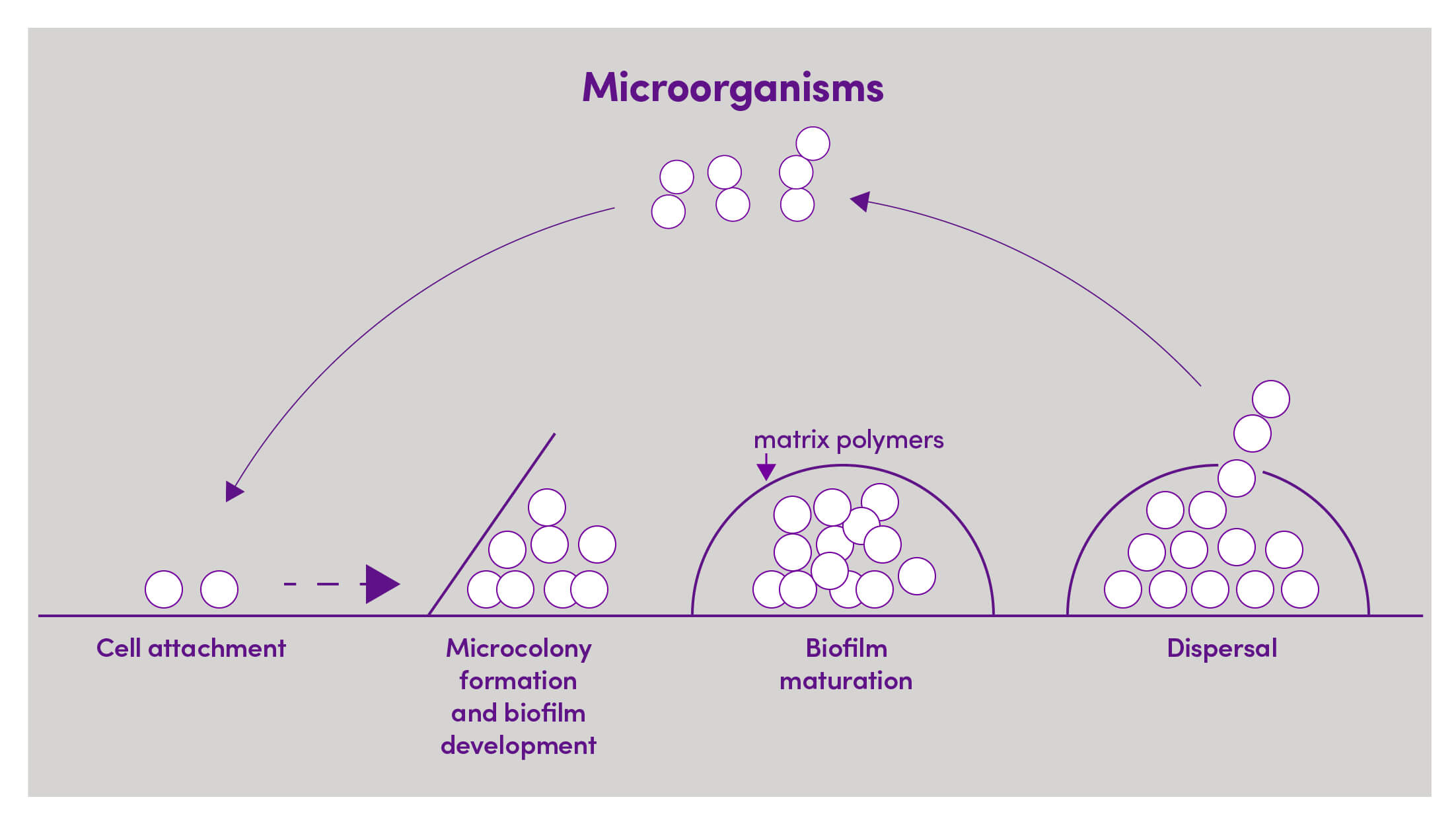 2 The Three Major Components Of The Microbial Diversity